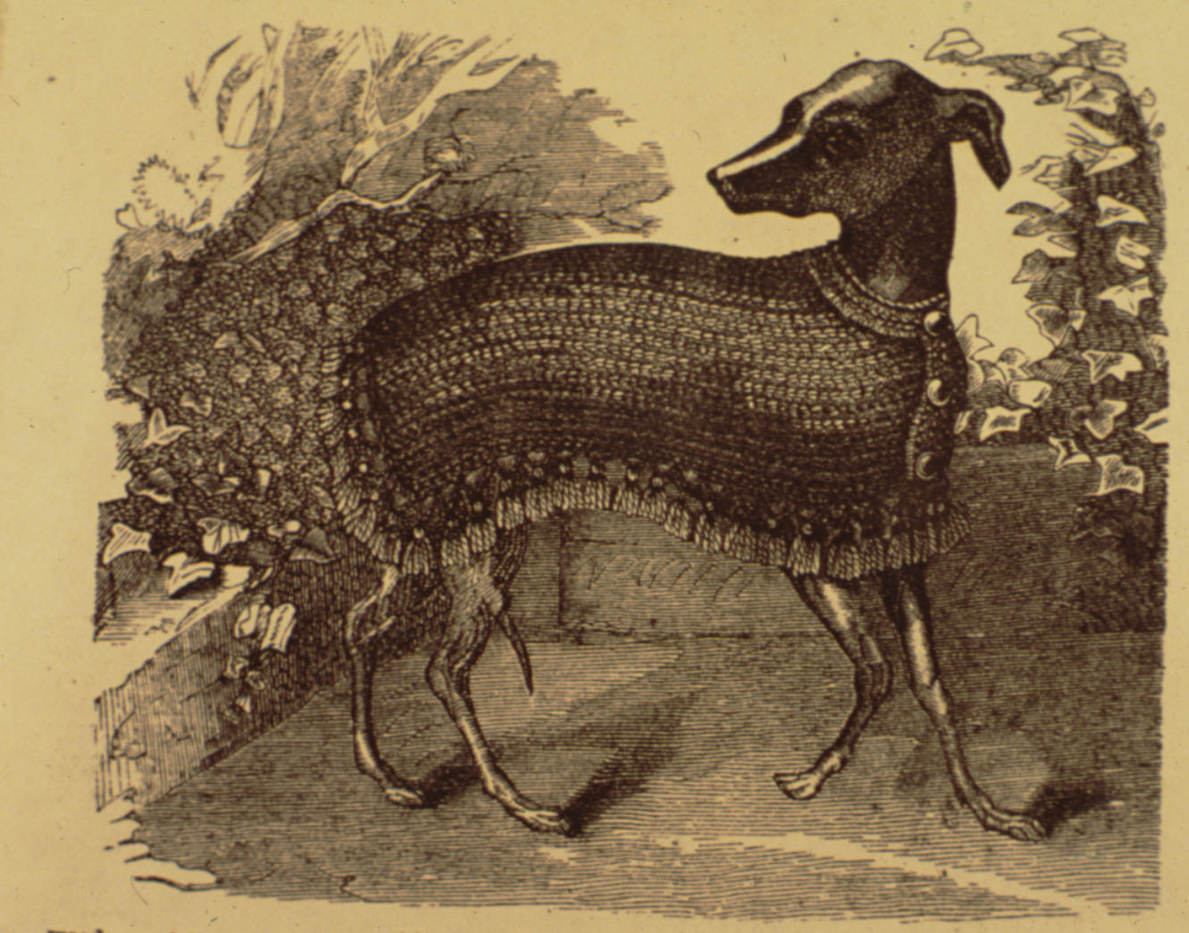Clothing for Victorian dogs – The Pet Historian