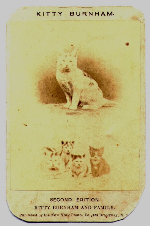 A Mystery Cat Celebrity: Kitty Burnham – The Pet Historian