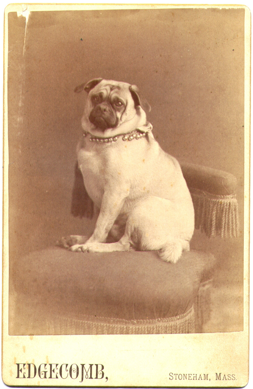 A Gentleman Pug – The Pet Historian