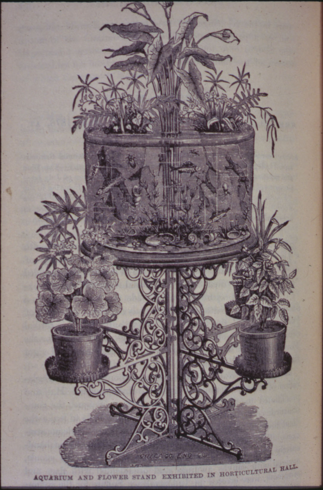 A Victorian Aquarium – The Pet Historian