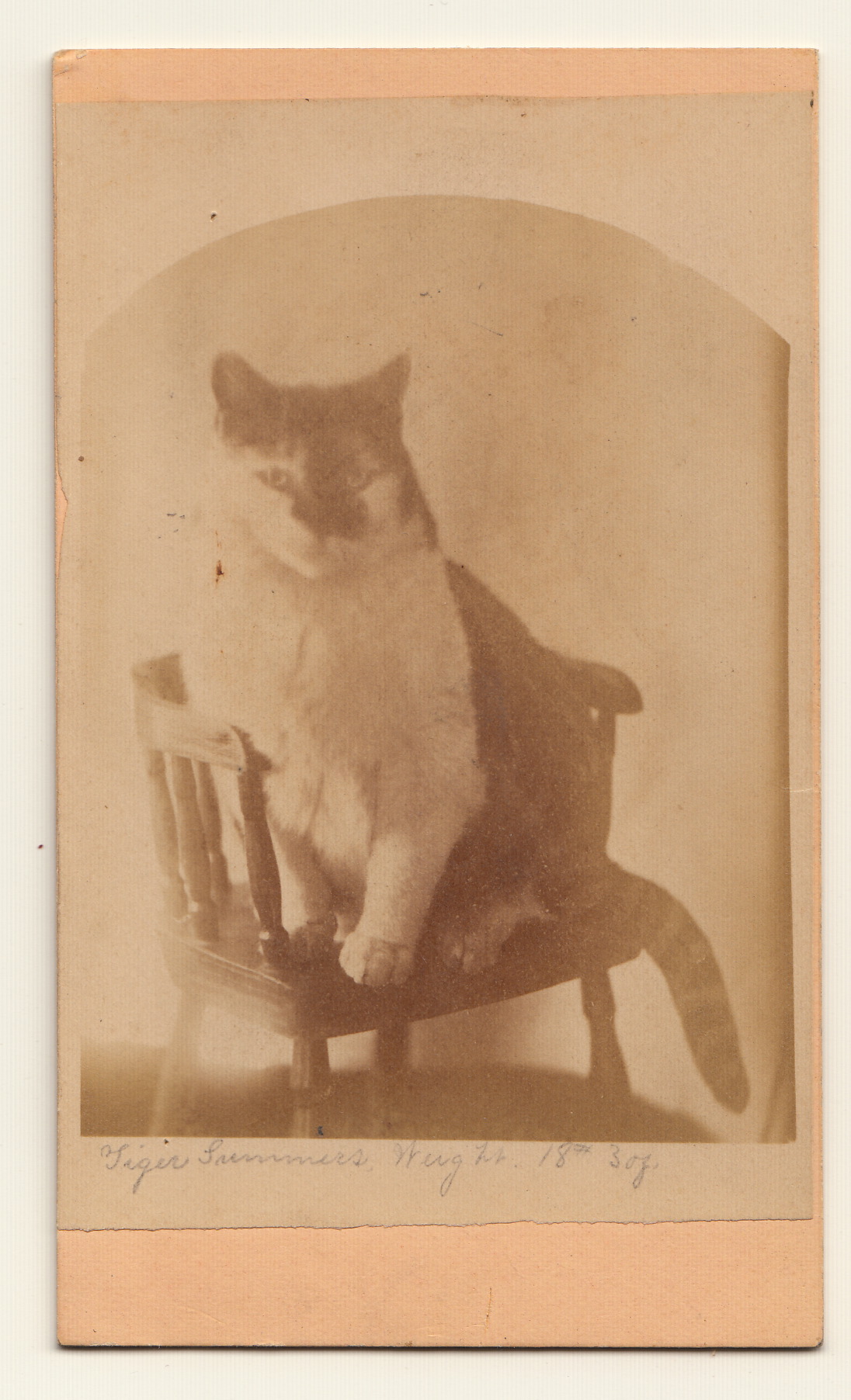 Tiger Summers. A Dignified Cat Visits the Photographer’s Studio, ca ...