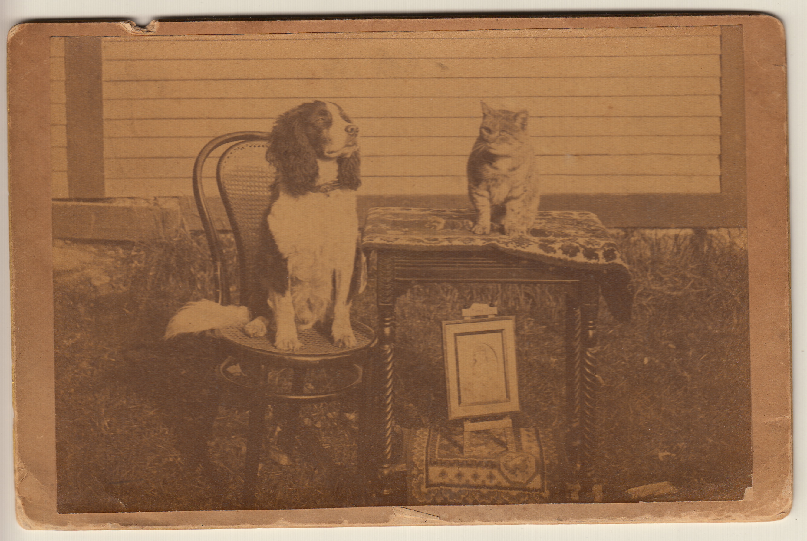 A mysterious pet photograph, 1890 – The Pet Historian