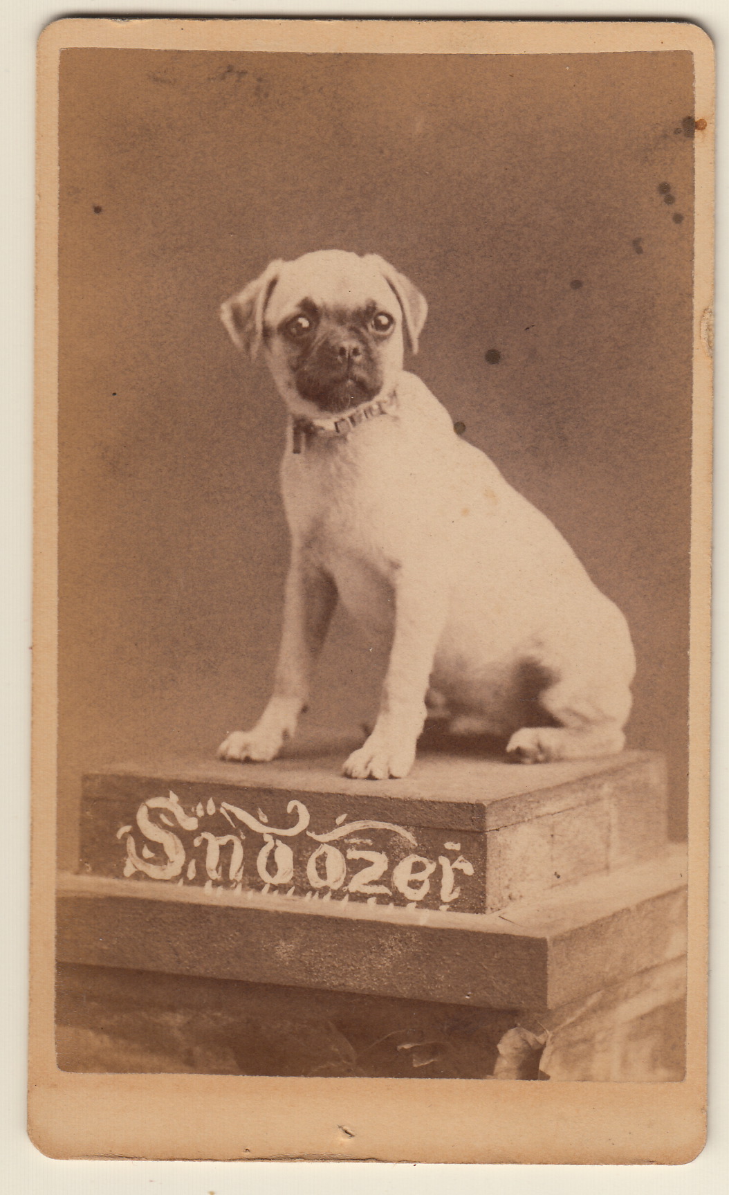A Portrait of Snoozer the Pug – The Pet Historian